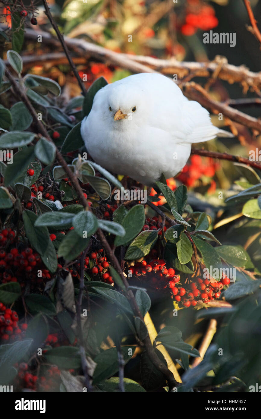White (leucistic) Blackbird. Scientific name: Turdus merula. In a ...