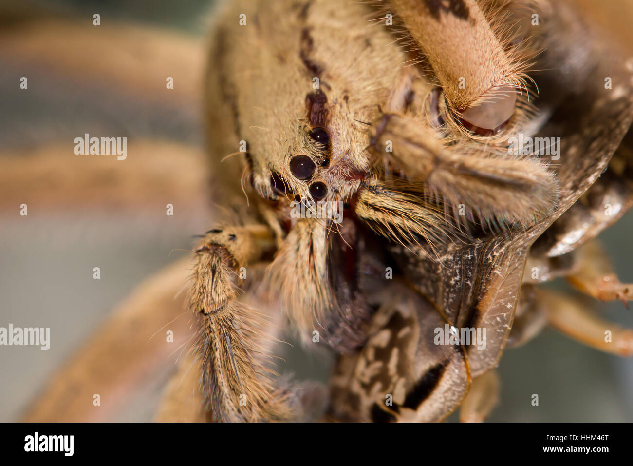 Tiger wandering spider Stock Photo - Alamy