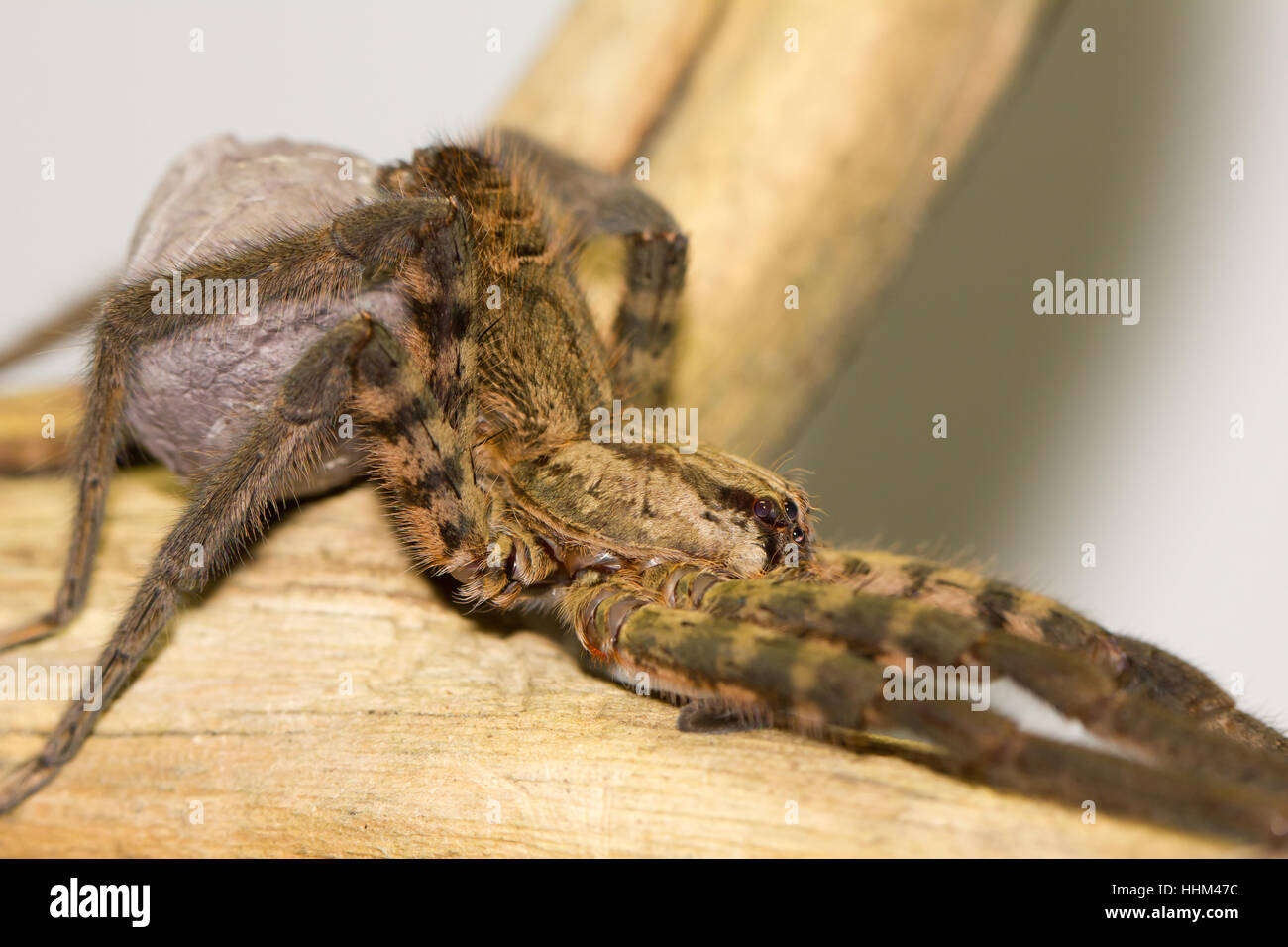 Tiger wandering spider Stock Photo - Alamy