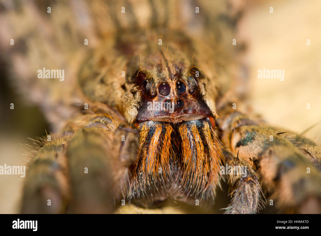 Tiger wandering spider Stock Photo - Alamy