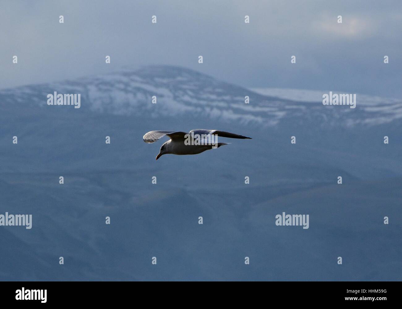 Flying birds snowdonia hi-res stock photography and images - Alamy