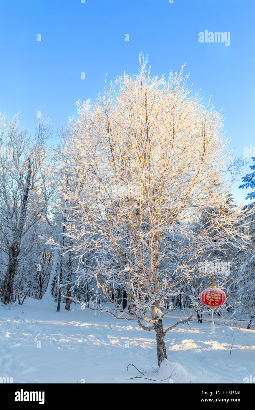 Snowy tree on top of China snow town mountain Stock Photo - Alamy