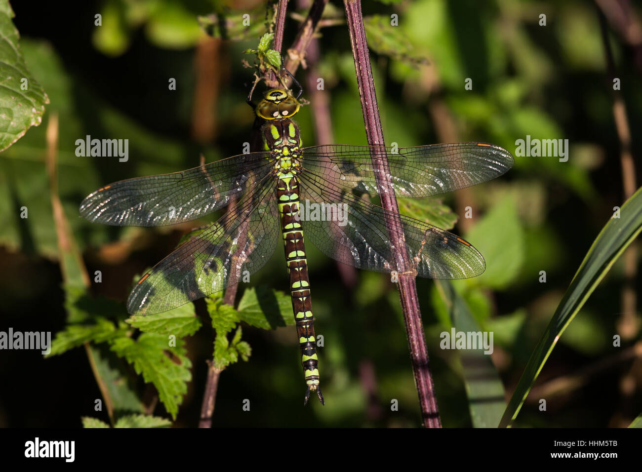 insect, fauna, branch, dragonfly, nature, insect, green, fauna, branch ...