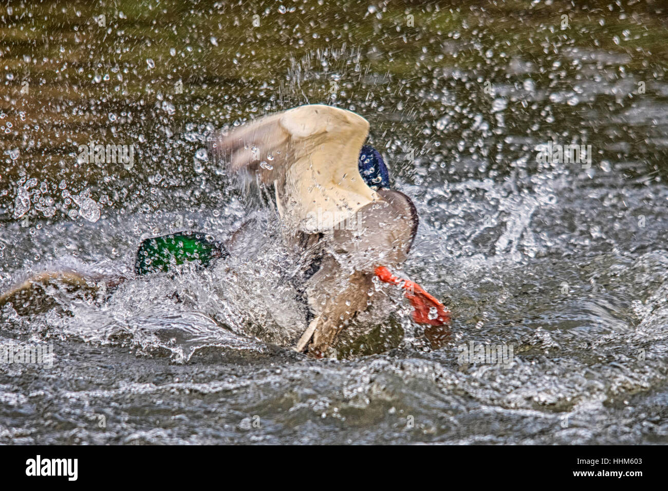 Female splashers hi-res stock photography and images - Alamy