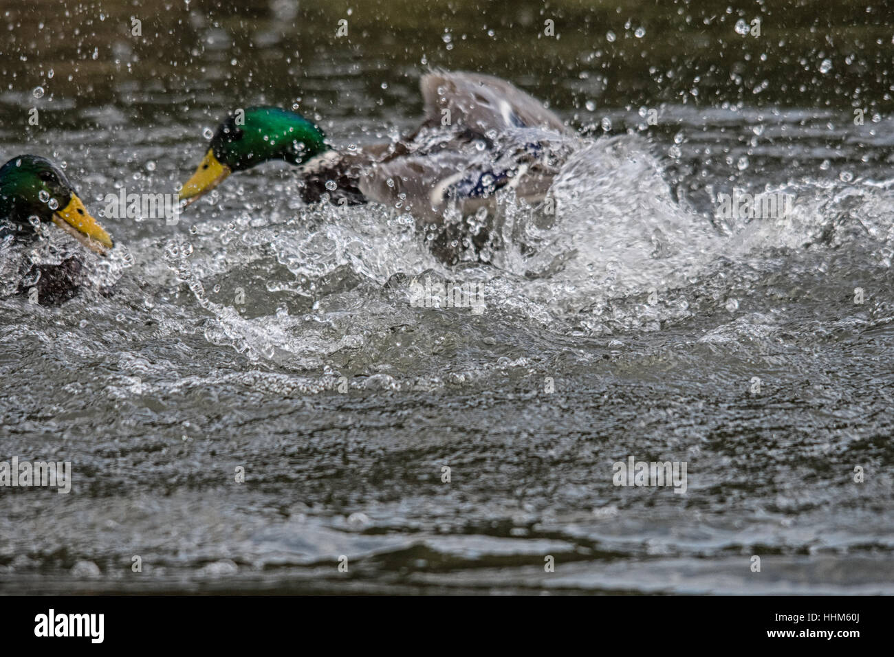 Female splashers hi-res stock photography and images - Alamy