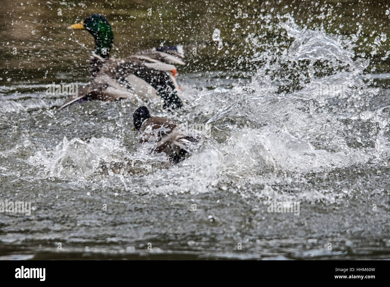 Female splashers hi-res stock photography and images - Alamy