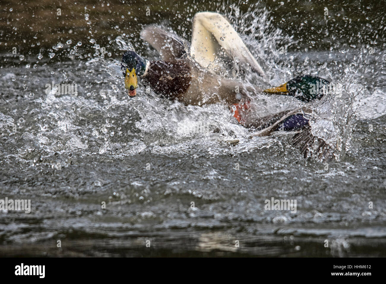 Female splashers hi-res stock photography and images - Alamy