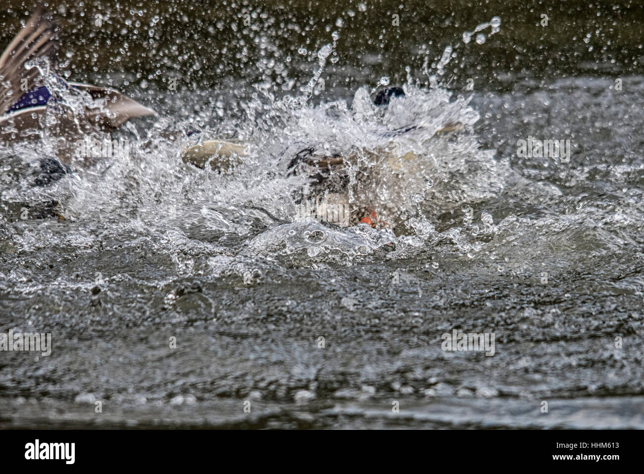 Battling ducks hi-res stock photography and images - Alamy