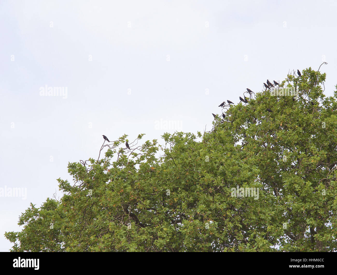 tree, park, animal, black, swarthy, jetblack, deep black, birds, crow ...