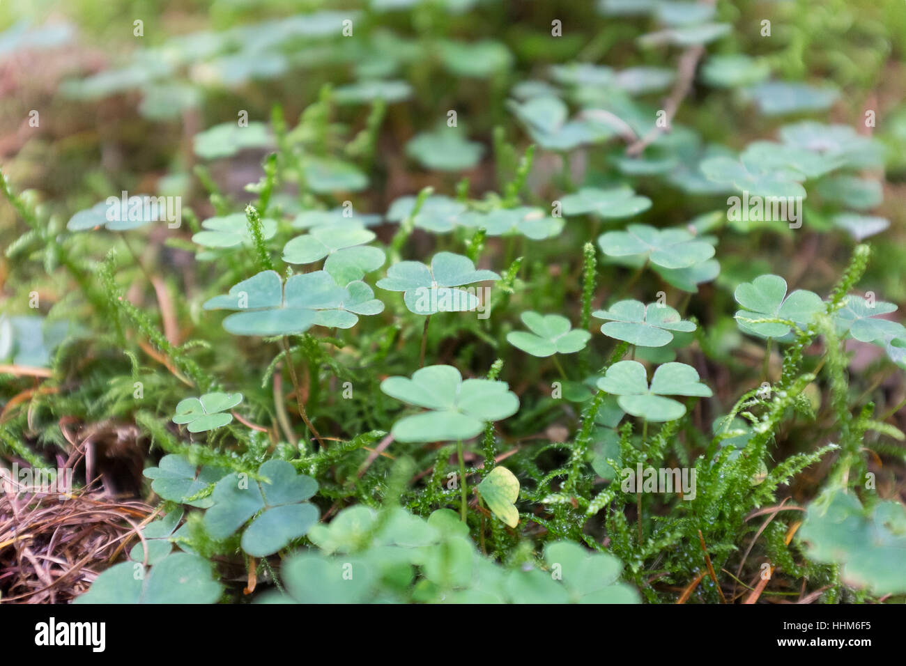 Clover and moss in woodland Stock Photo - Alamy