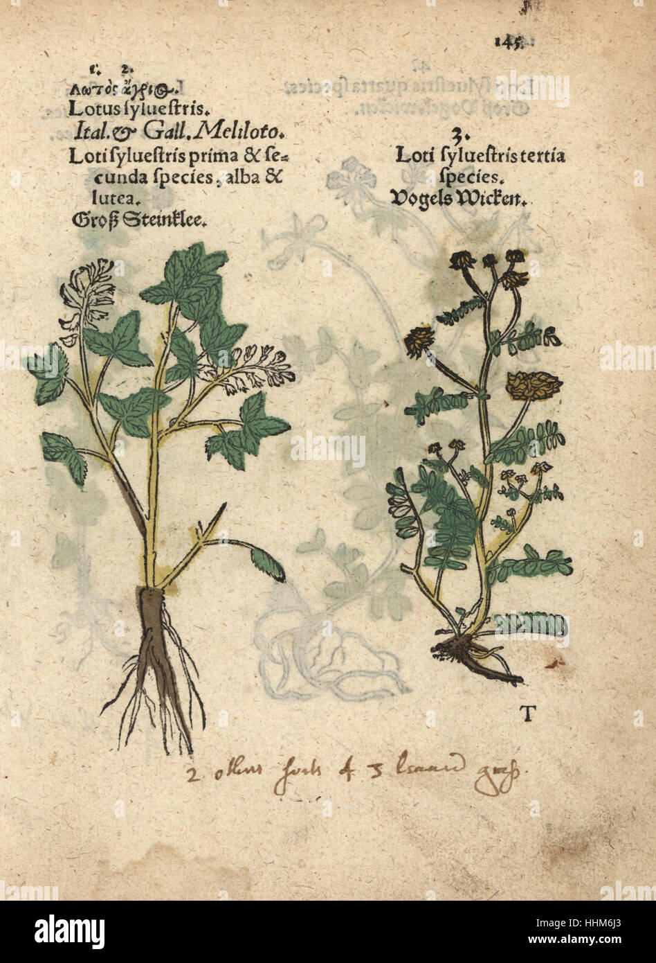 Yellow sweet clover species, Melilotus officinalis. Handcoloured ...