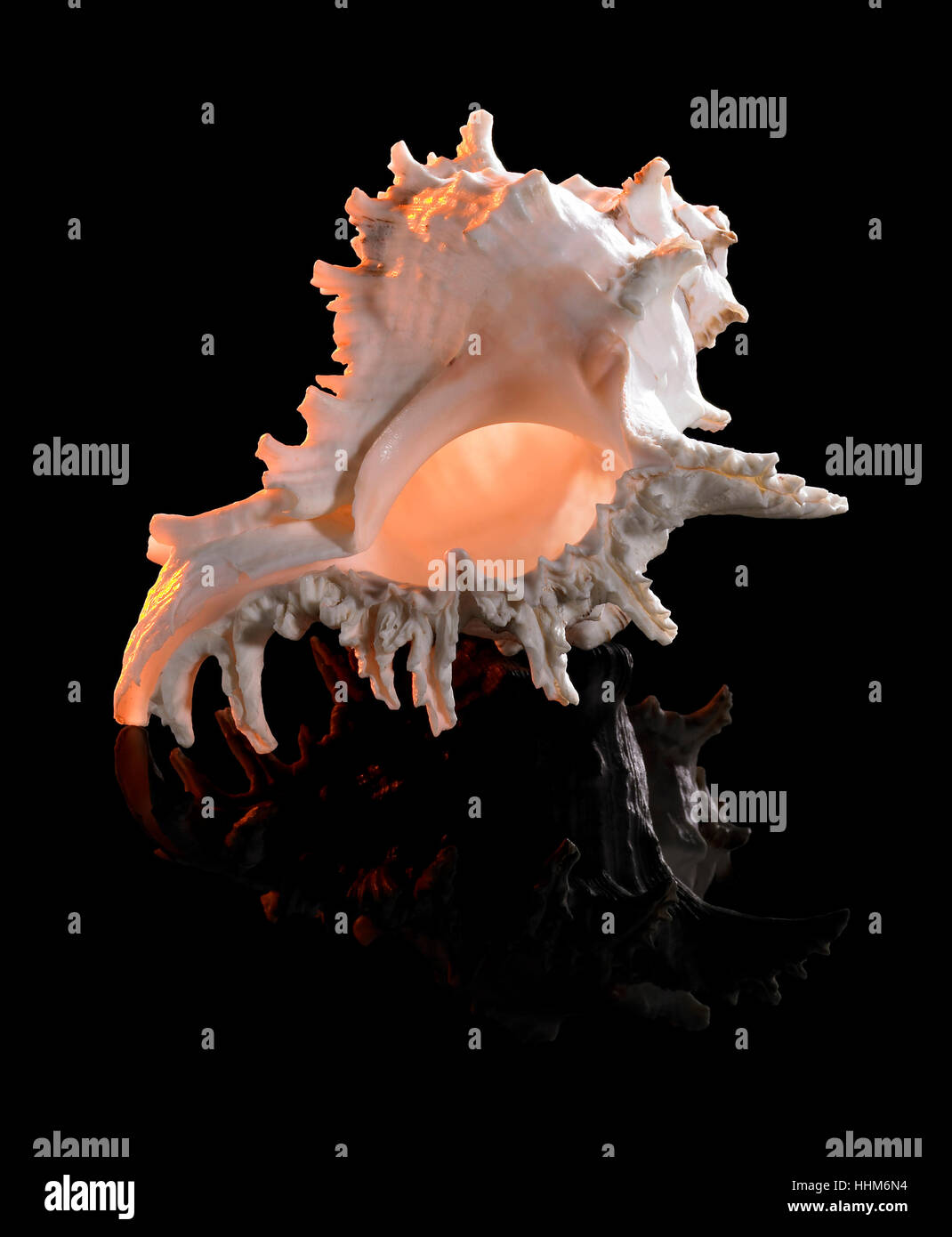 lighted, blank, european, caucasian, snail, snail shell, protect ...