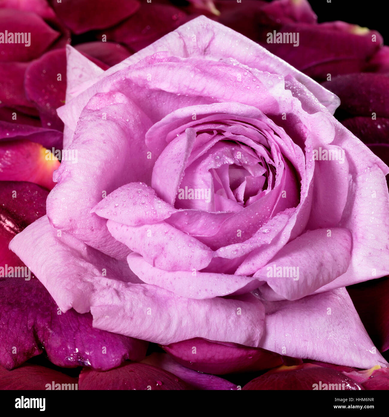 pink rose and violet petals Stock Photo - Alamy