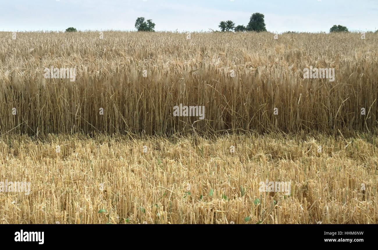 agriculture, farming, grain, ripe, wheat, field crop, nobody, harvest ...