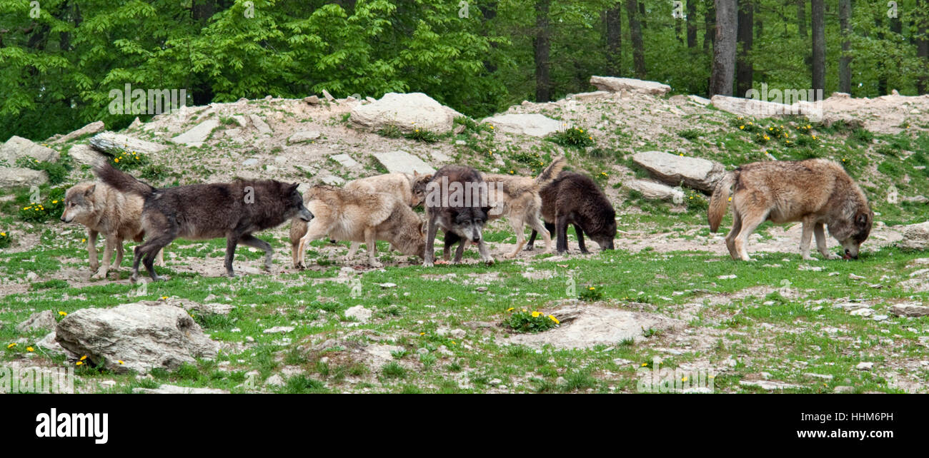 to gorge, engulf, devour, wolf, landscapes, hill, animal, fur, skin ...