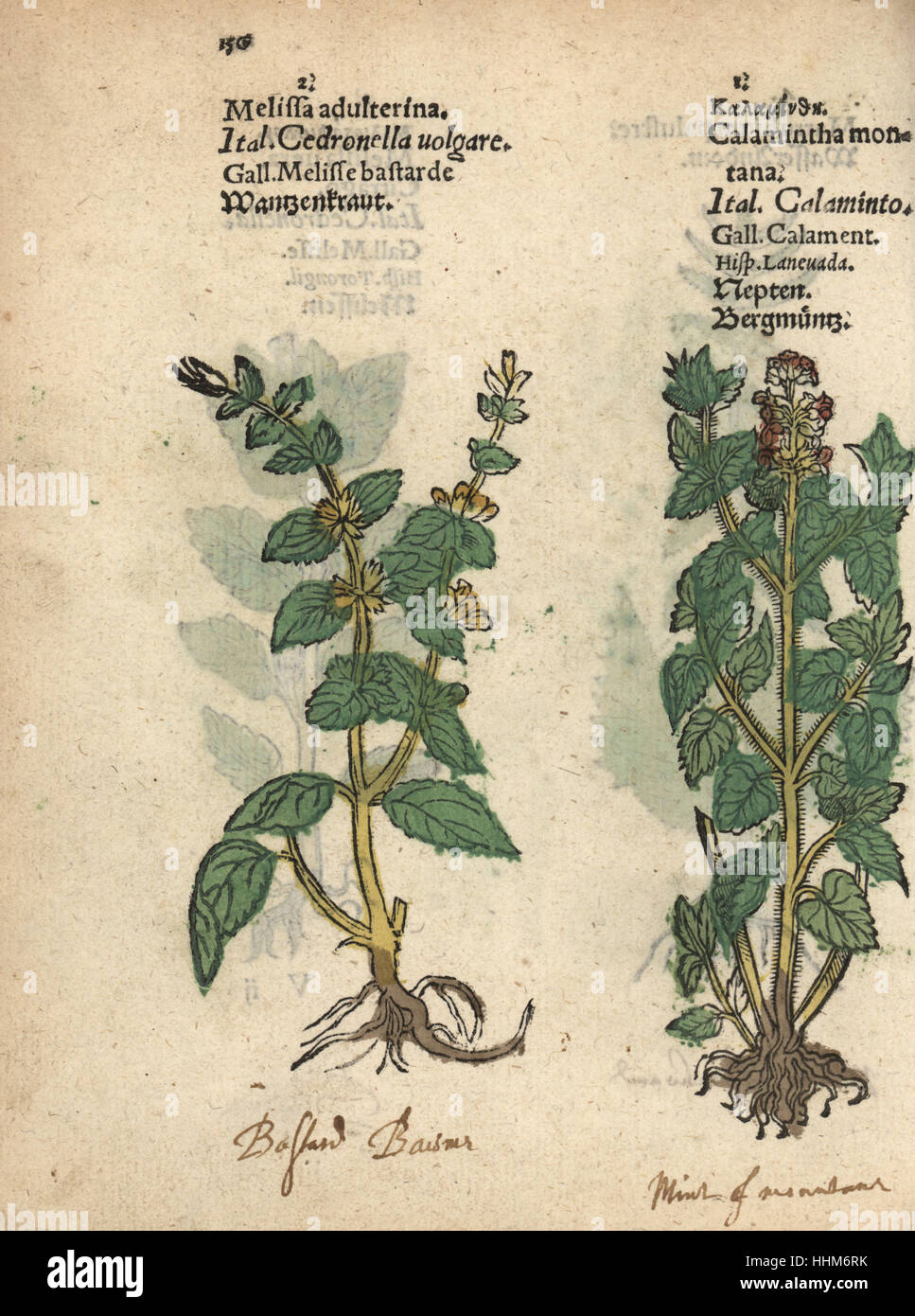 Bastard balm, Melissa adulterina, and lesser calamint, Clinopodium ...