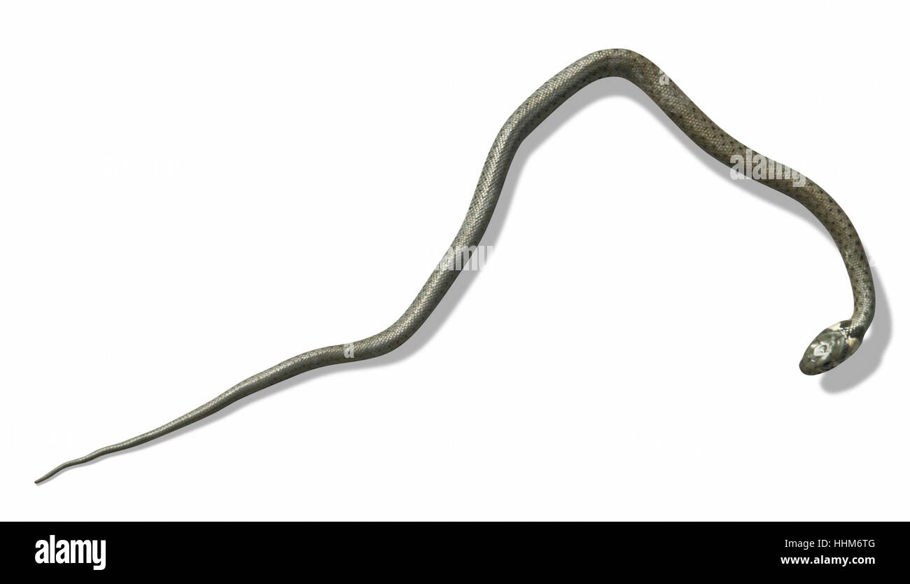 Curved snake Cut Out Stock Images & Pictures - Alamy