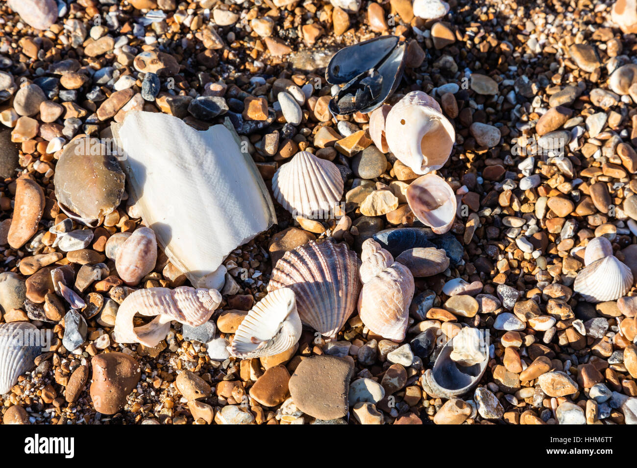 Pebbles and sea shells on the beach at "Bexhill on Sea, East Sussex, UK ...