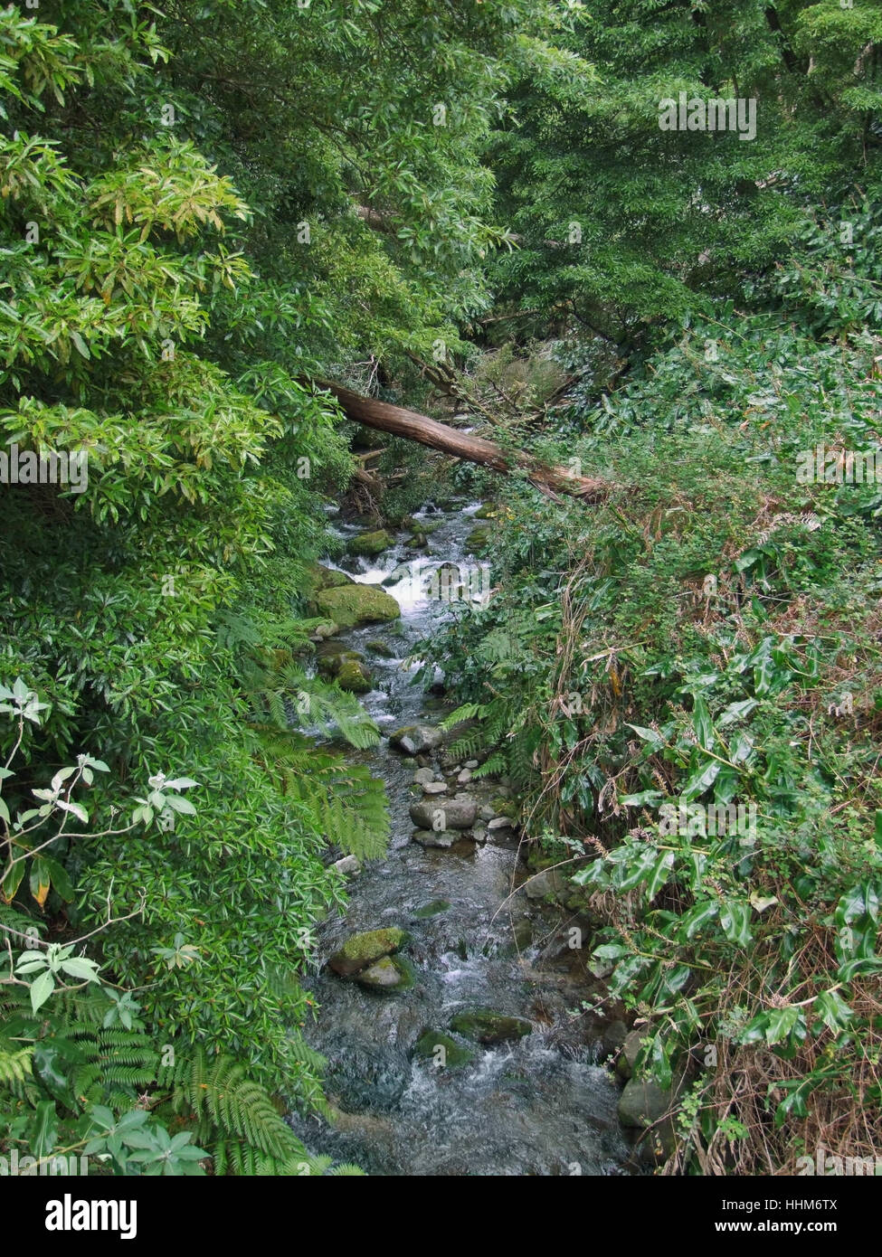 stream, azores, current of the river, forest, nature, leaf, tree, flow ...