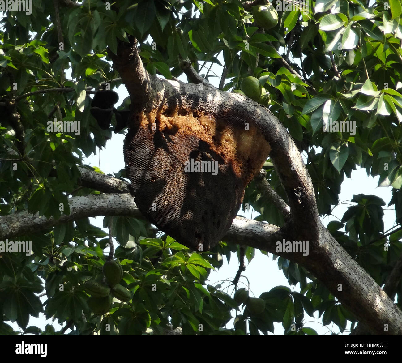 Insekt in indien hi-res stock photography and images - Alamy