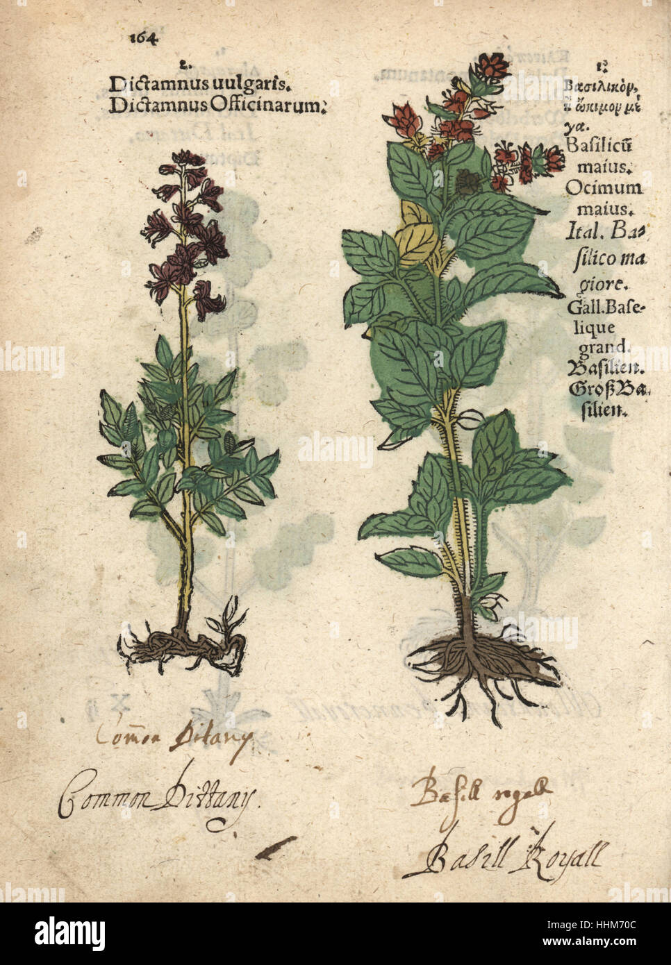 Sweet Basil Illustration