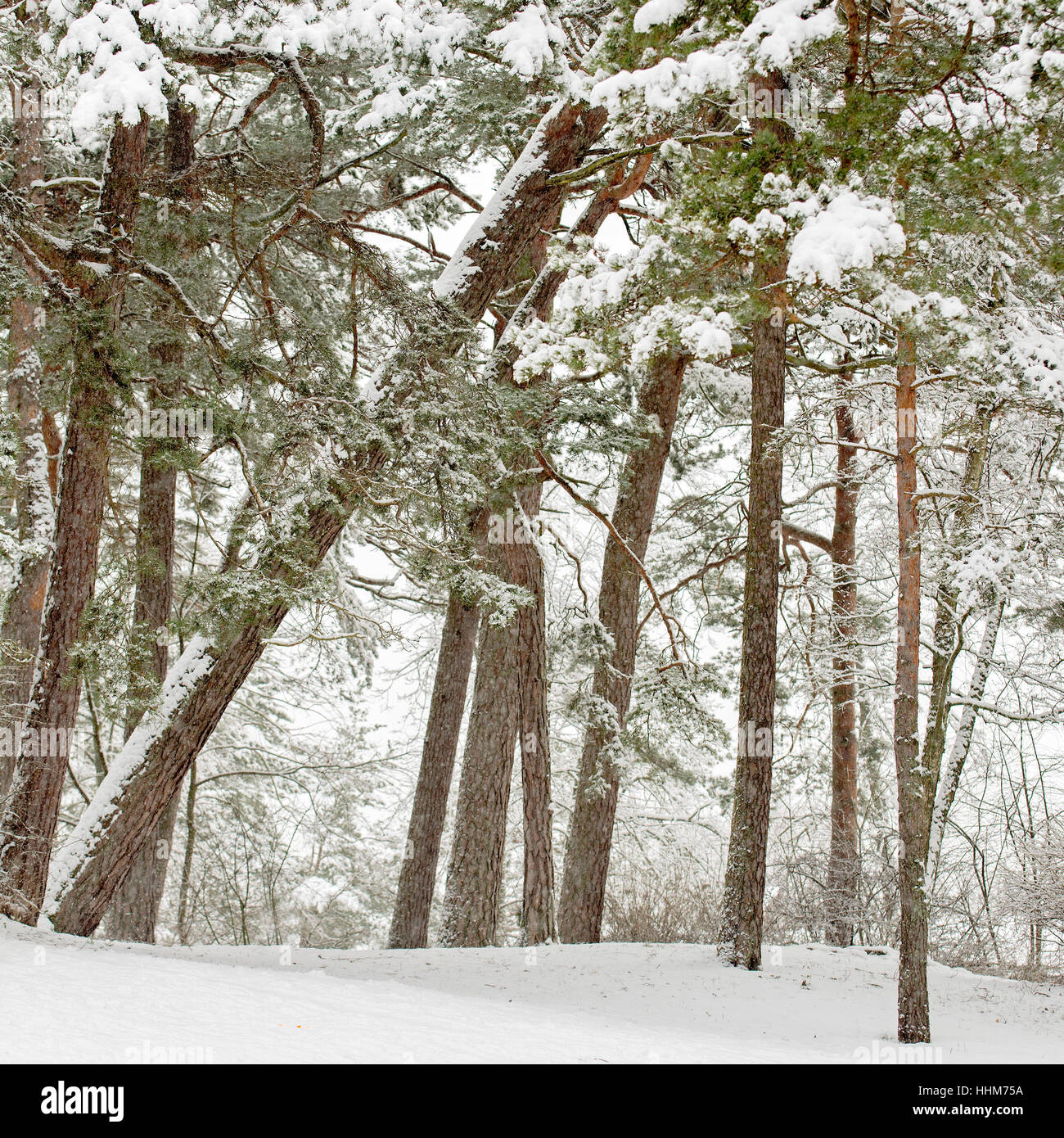 snow falling in a forest Stock Photo - Alamy