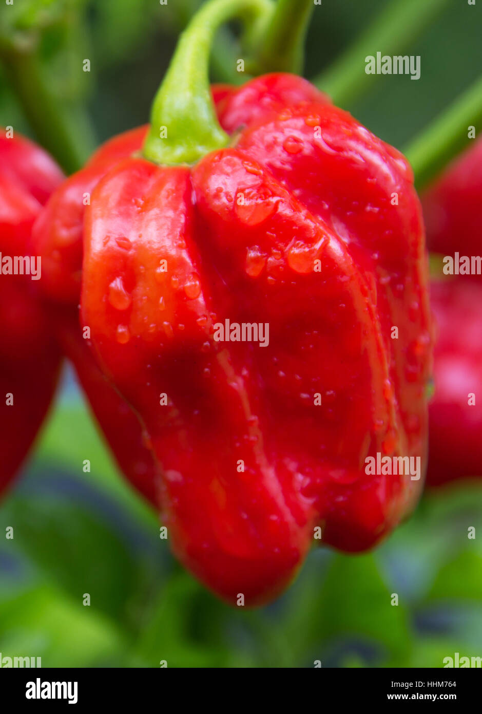 habanero red savina Stock Photo - Alamy