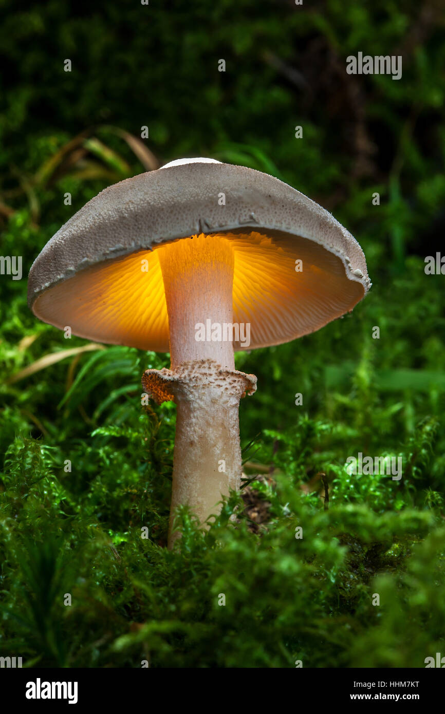 danger, moss, mushroom, fungus, edible, forest, toxic, poisonous ...
