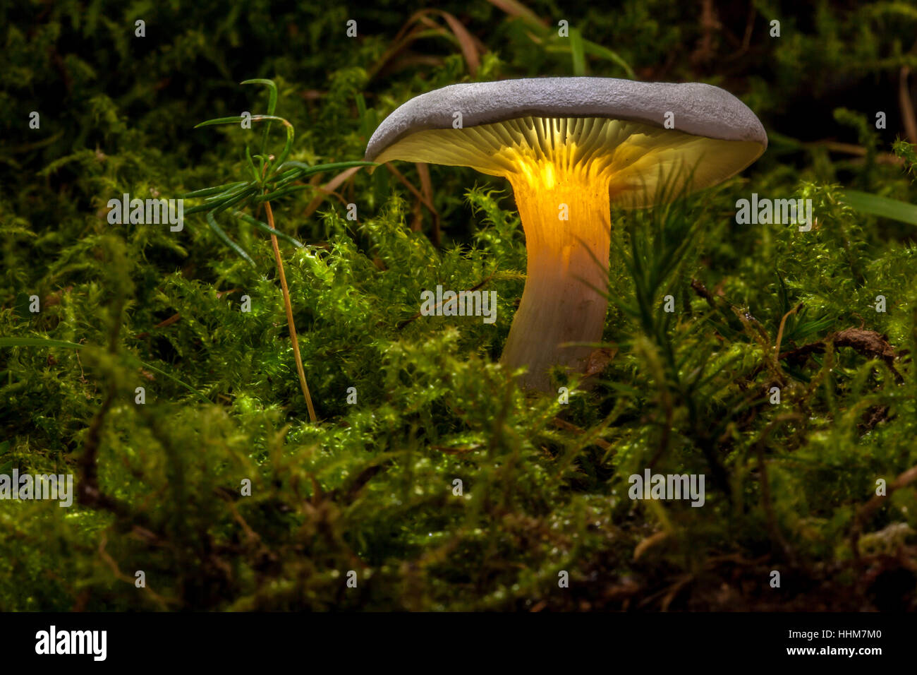 danger, moss, mushroom, fungus, edible, forest, toxic, poisonous ...
