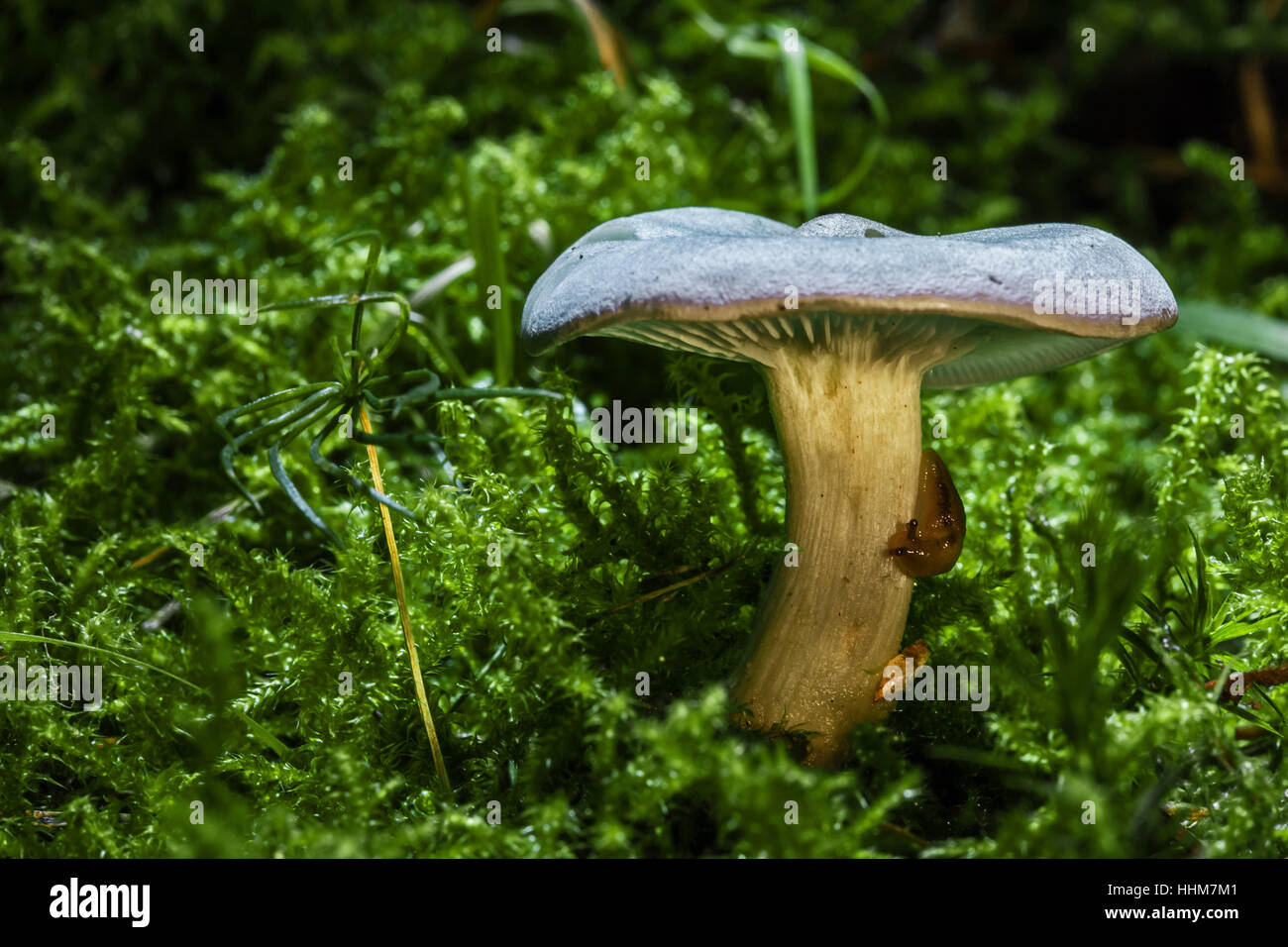 danger, moss, mushroom, fungus, edible, forest, toxic, poisonous ...