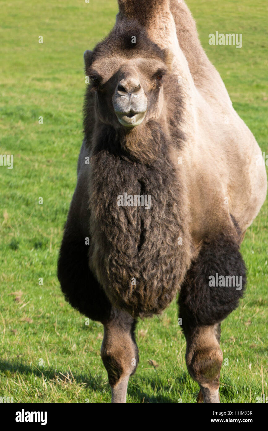 Burden animal hi-res stock photography and images - Alamy