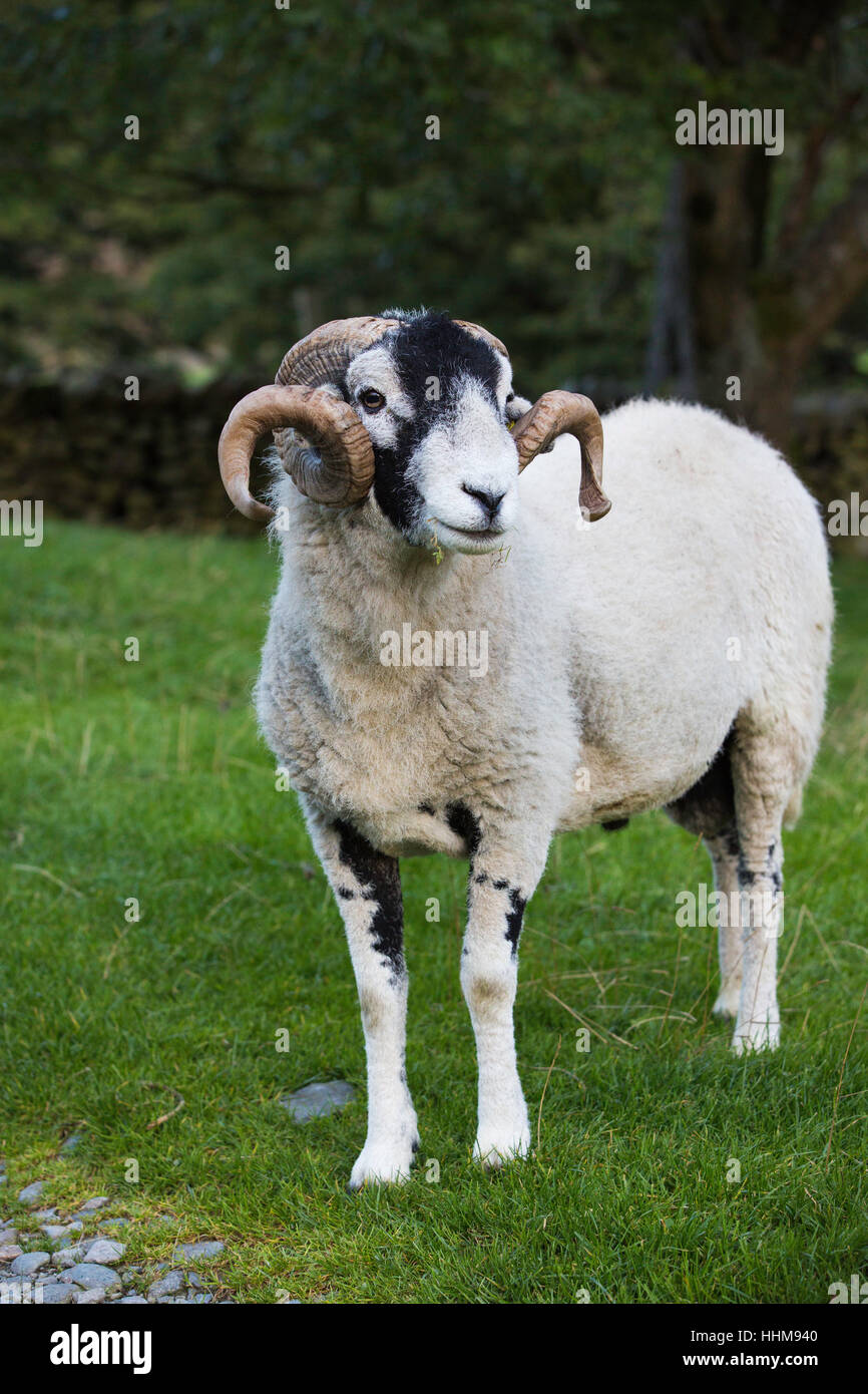 animal, agriculture, farming, sheep, england, adult, adults, single ...