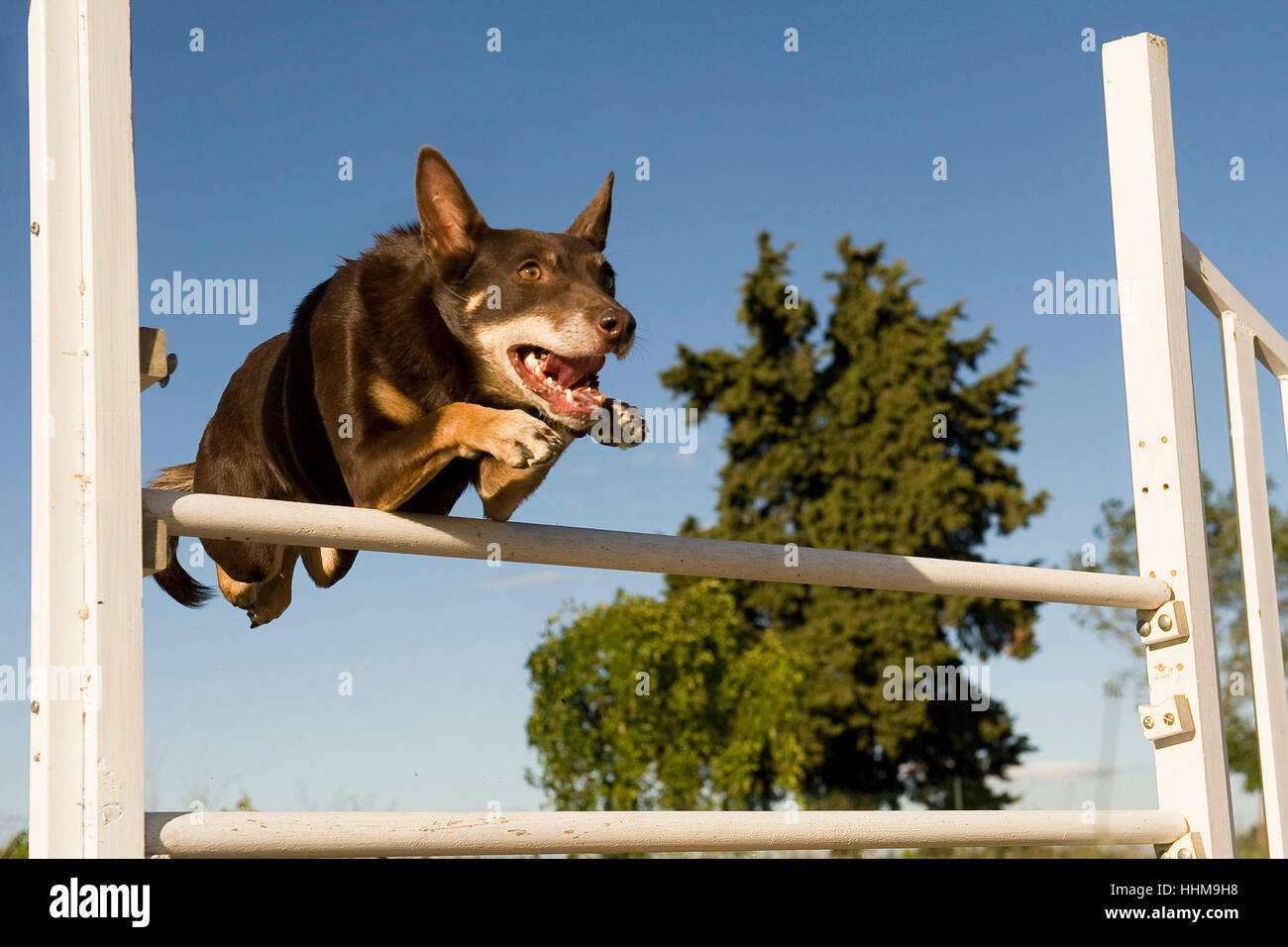 dog, spring, bouncing, bounces, hop, skipping, frisks, jumping, jump ...