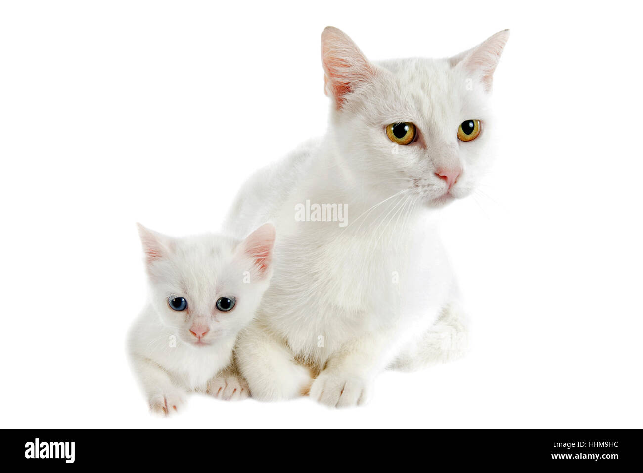 female, cats, mother, mom, ma, mommy, cat baby, kitten, pussycat, cat ...