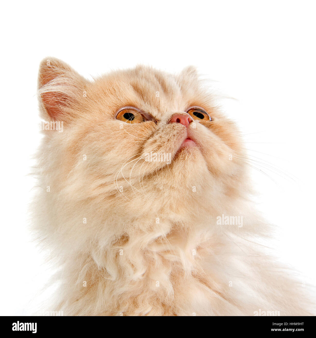 cat baby, kitten, persian, pussycat, cat, domestic cat, animal, pet ...
