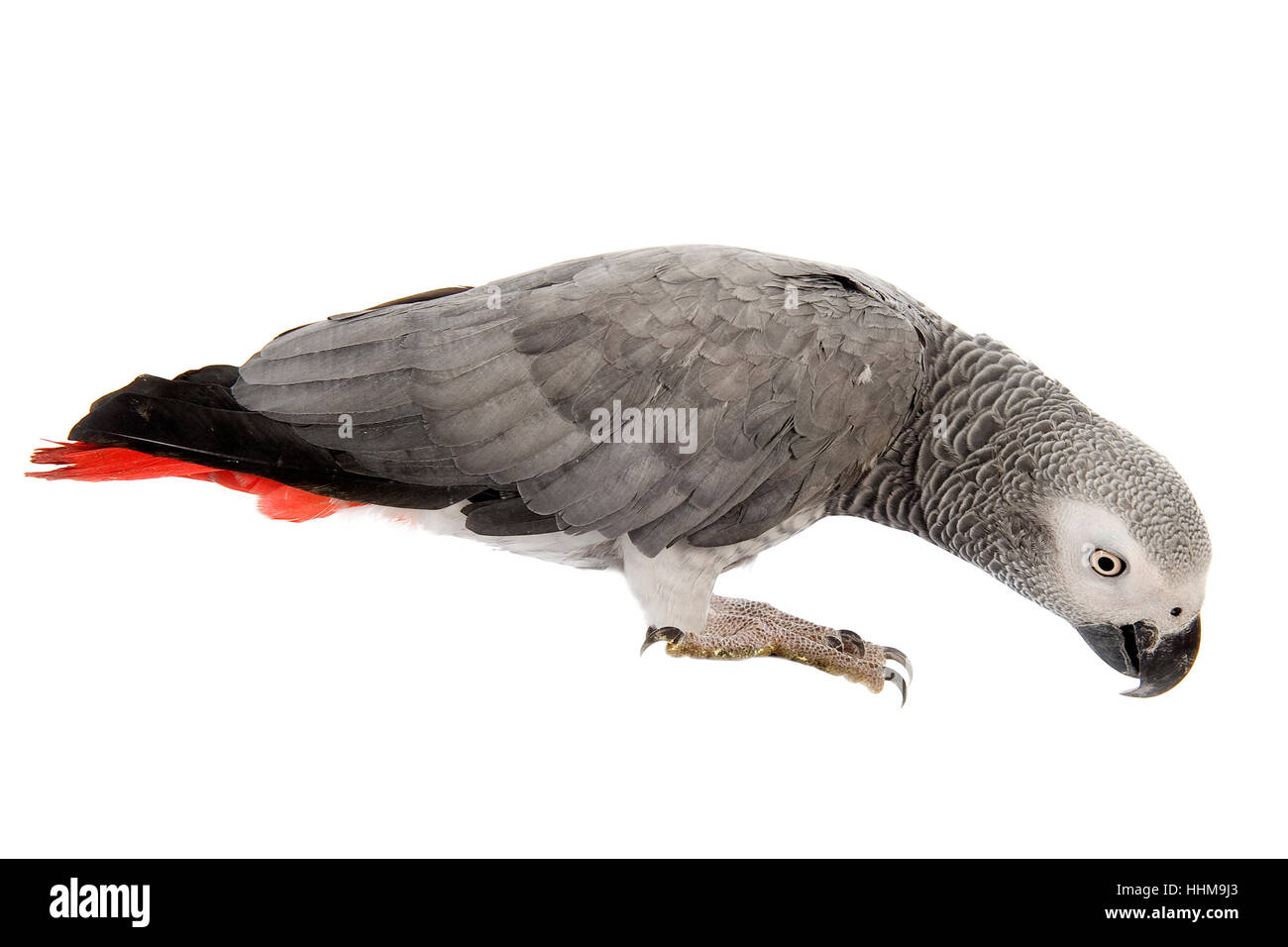 parrot, animal, bird, look, glancing, see, view, looking, peeking ...