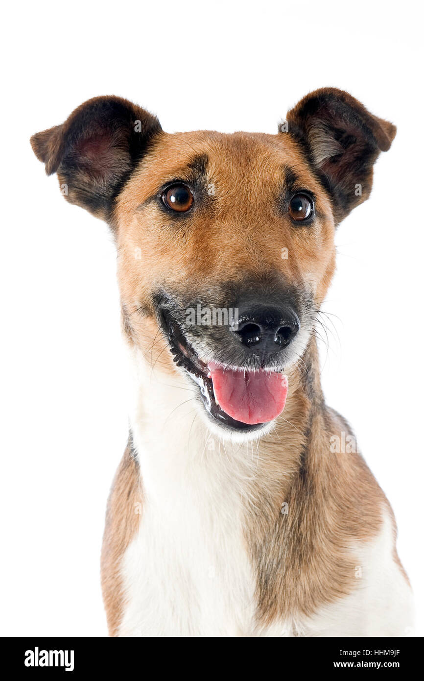 Small fox terrier hi-res stock photography and images - Alamy