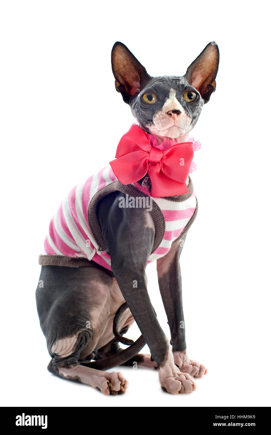 coat, raincoat, dressed, clad, pussycat, cat, domestic cat, mantle ...