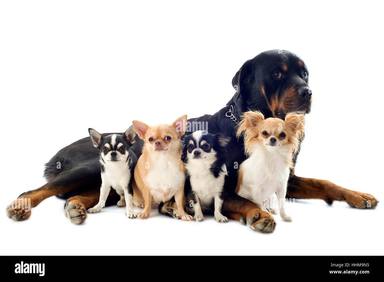 five, dog, puppy, rottweiler, group, friendship, animal, pet, portrait ...