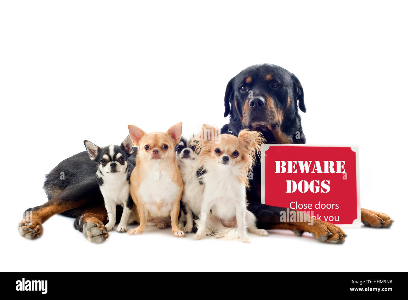 five, dog, dogs, puppy, rottweiler, group, friendship, animal, pet ...