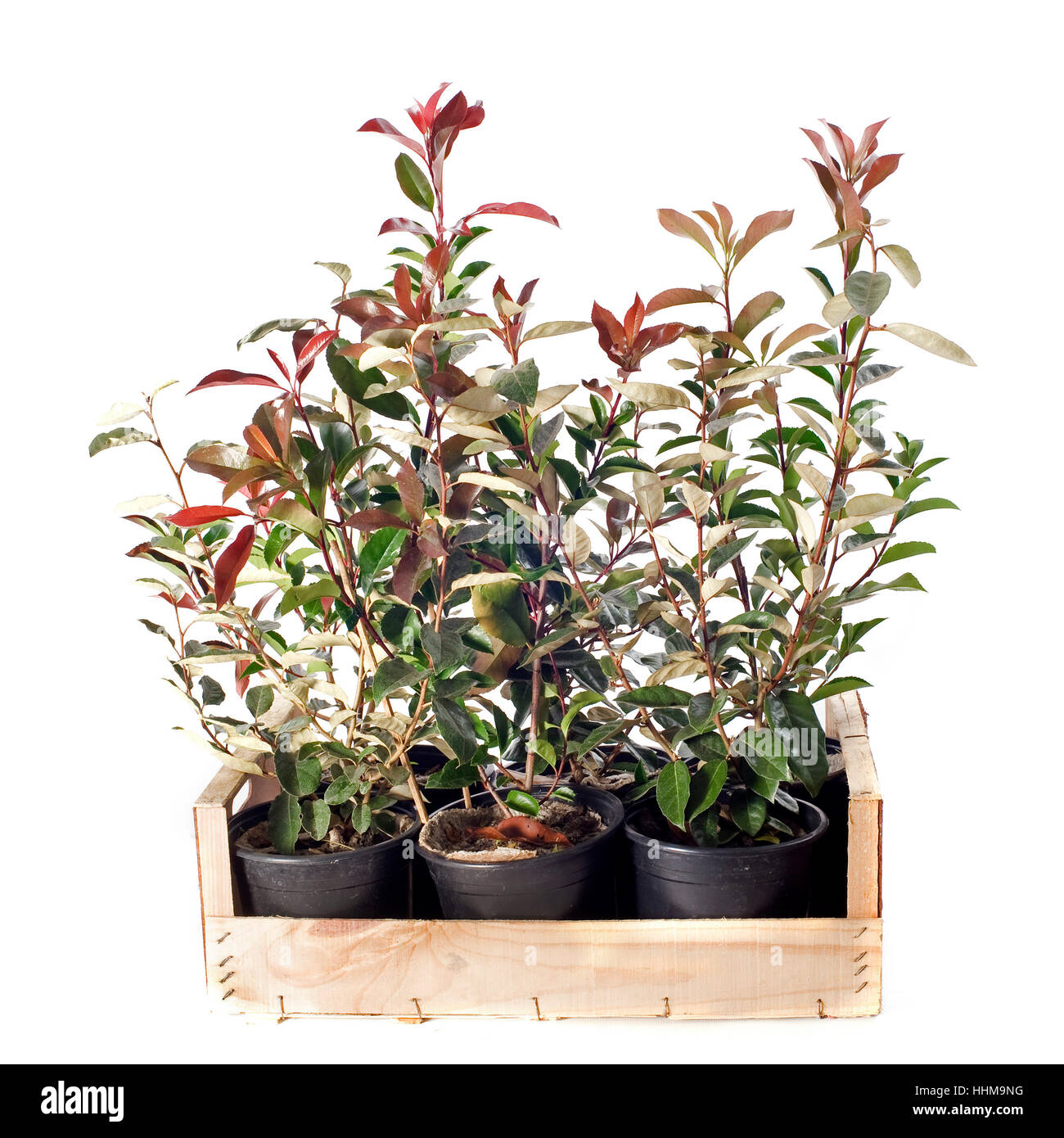 Planting garden hedge Cut Out Stock Images & Pictures - Alamy