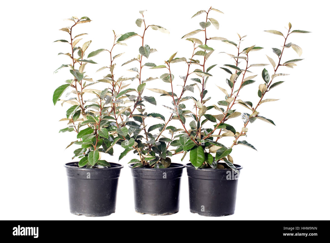 hedge, plant, tree, garden, studio, bush, shrub, three, gardening, pot ...