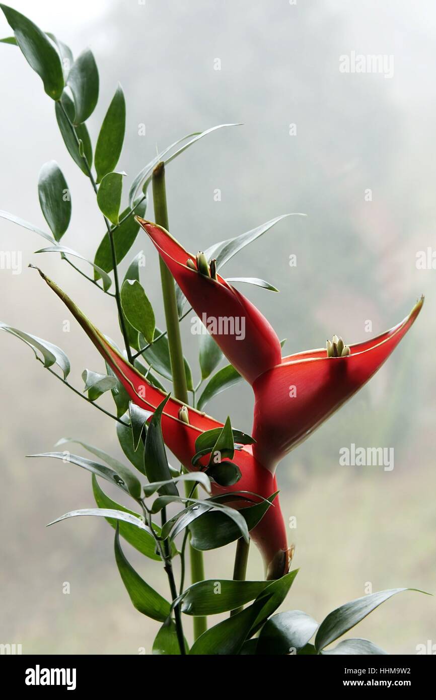 Heliconia pendula hi-res stock photography and images - Alamy