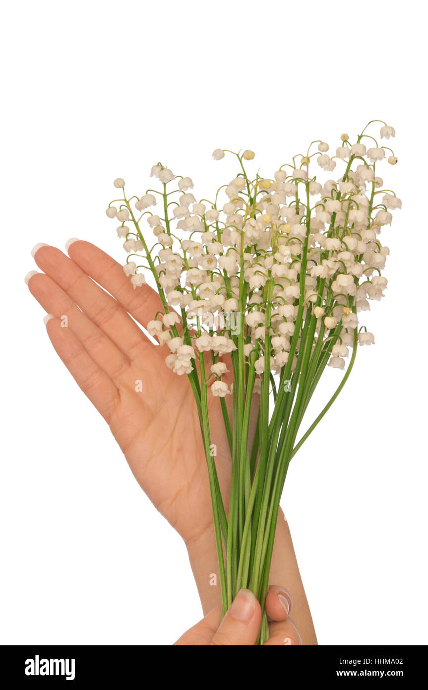 flower, plant, lily, valley, beauty, shine, shines, bright, lucent ...