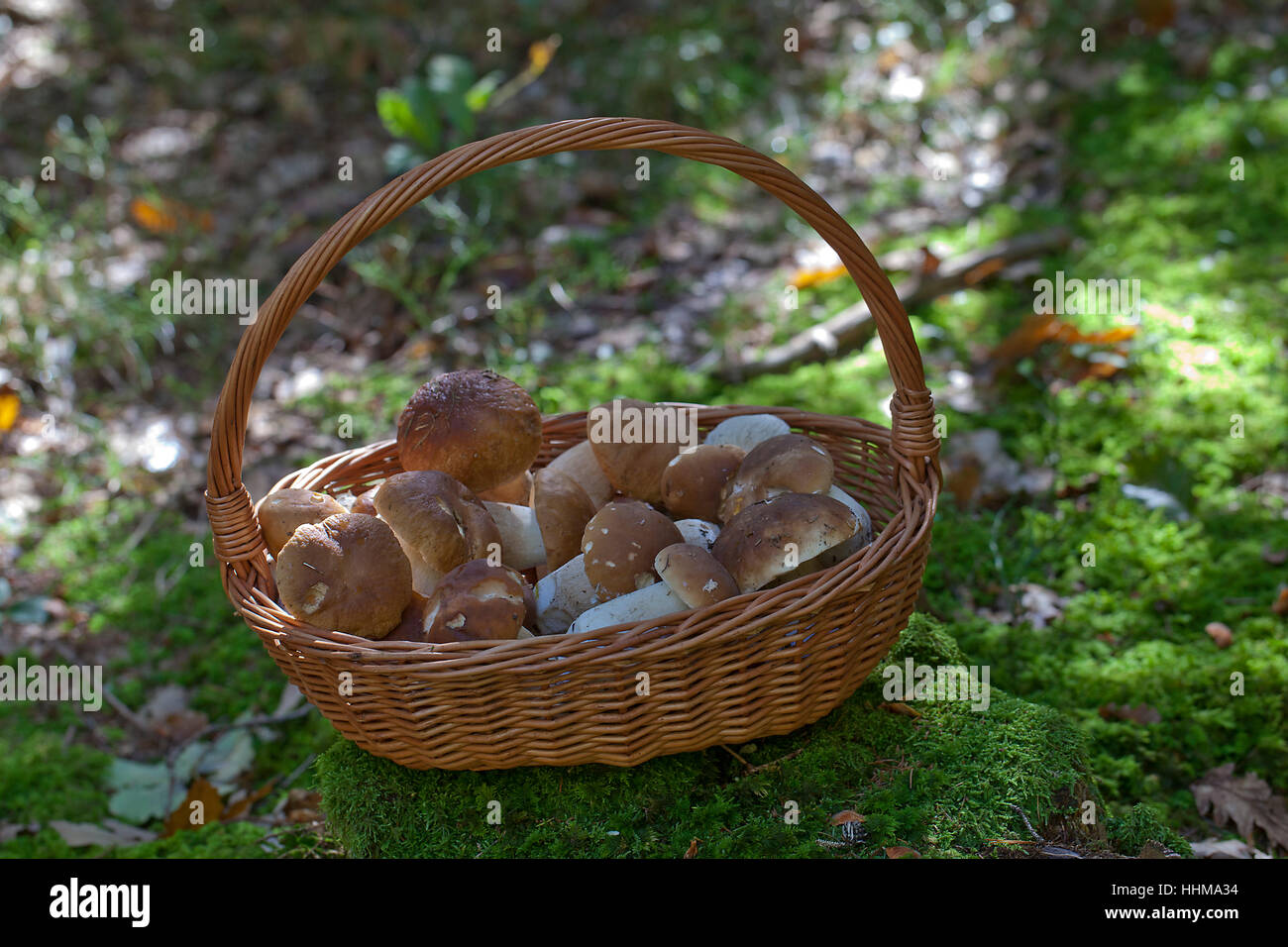 Collecting ceps hi-res stock photography and images - Alamy