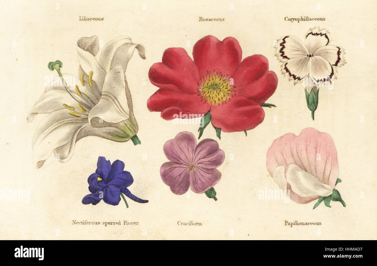 Different types of flower: liliaceous, rosacaous, caryophyllaceous ...