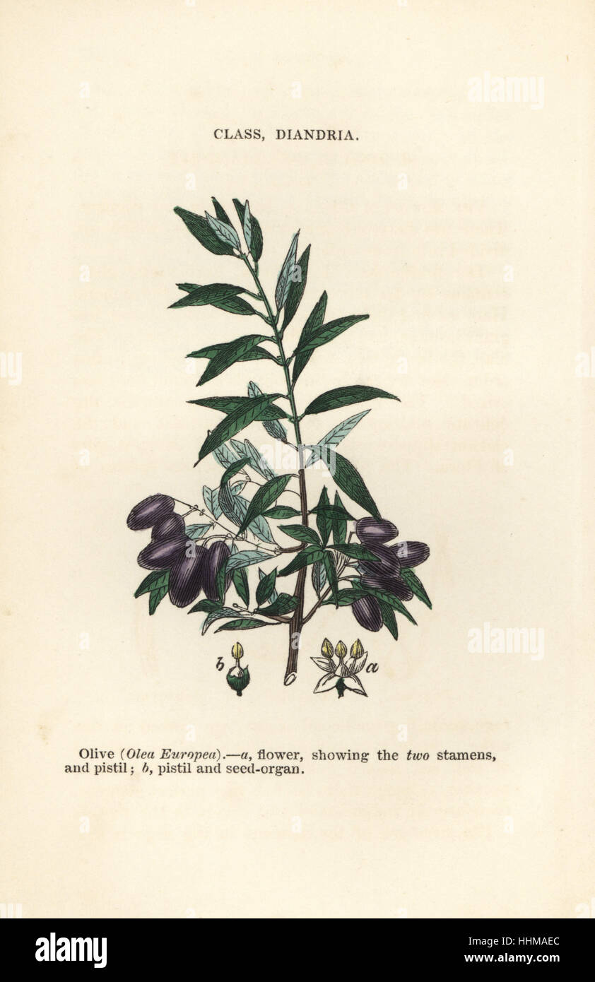Olive tree, Olea europea. Handcoloured woodblock engravings from James ...