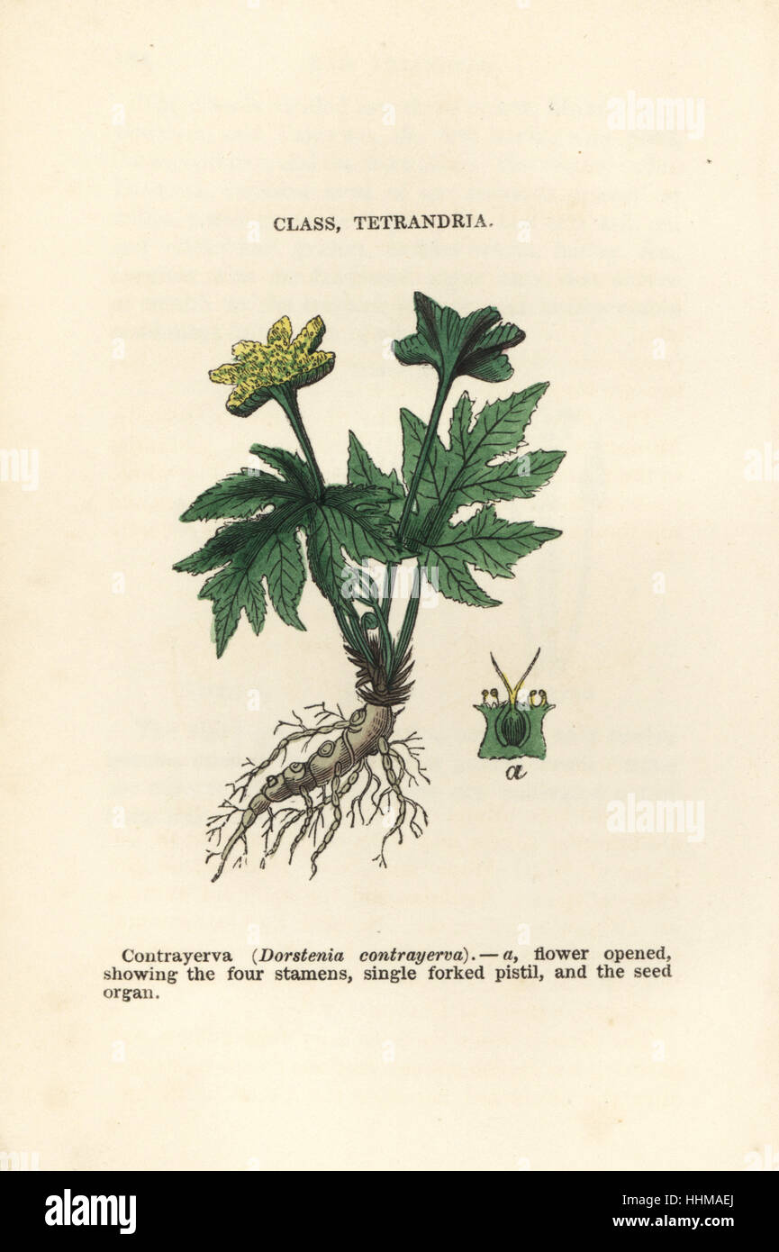 Contrajerva, Dorstenia contrajerva. Handcoloured woodblock engravings ...