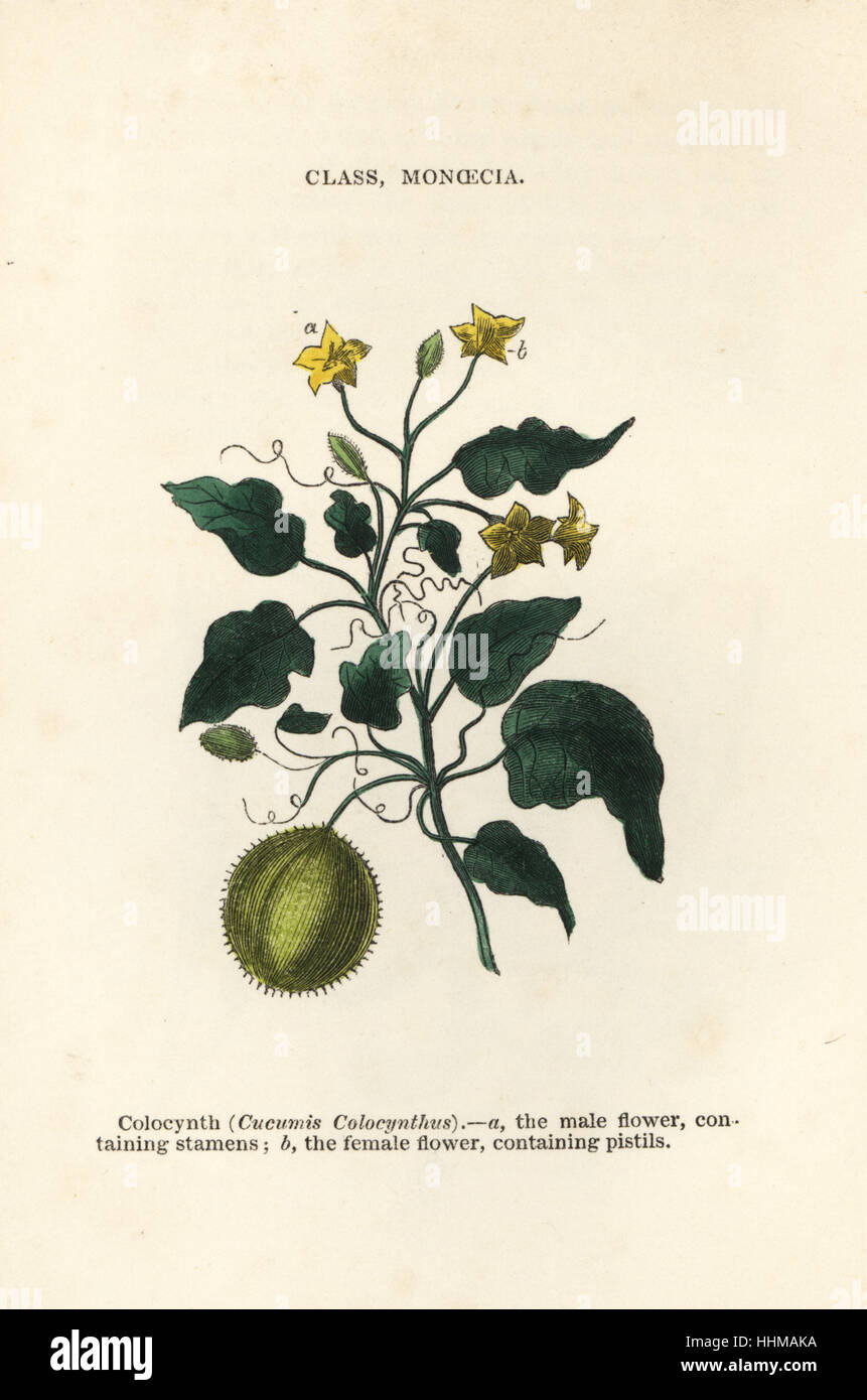 Citrullus colocynthis illustration hi-res stock photography and images ...