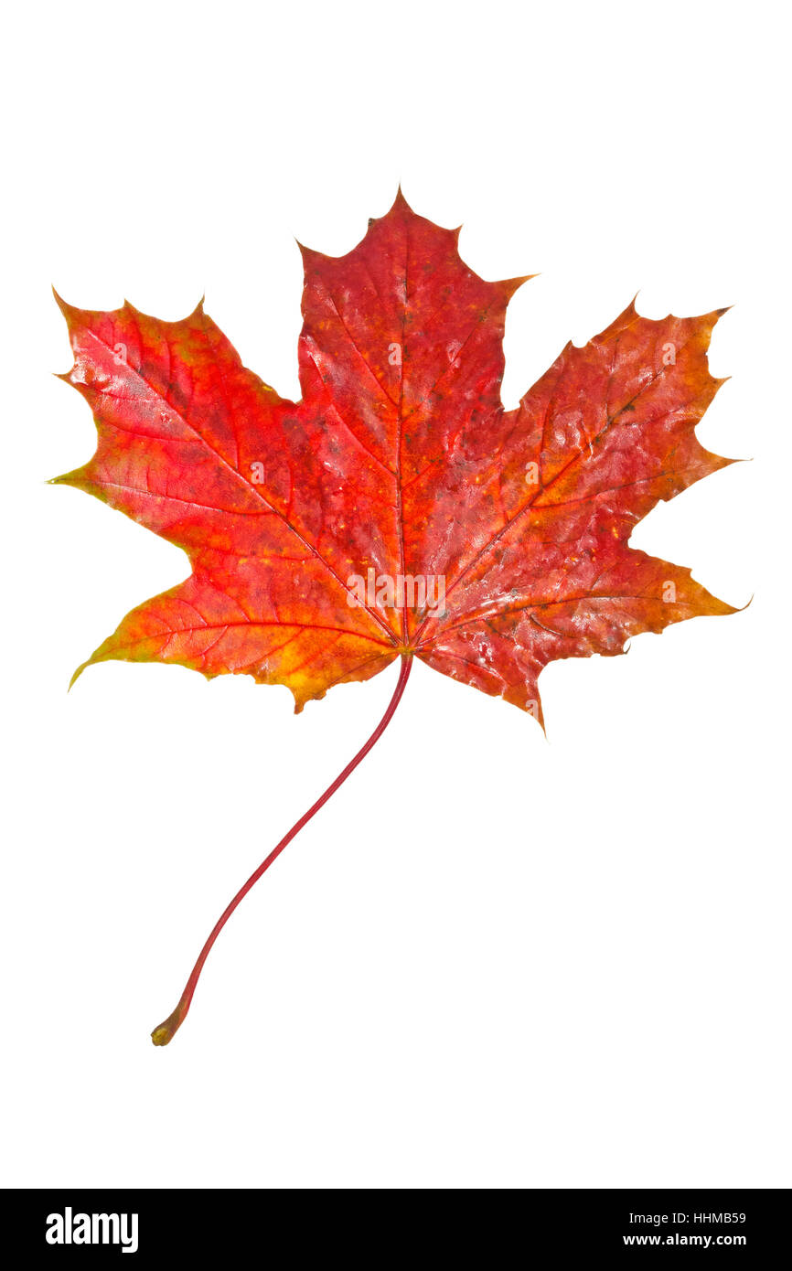 beautiful, beauteously, nice, leaf, object, macro, close-up, macro ...